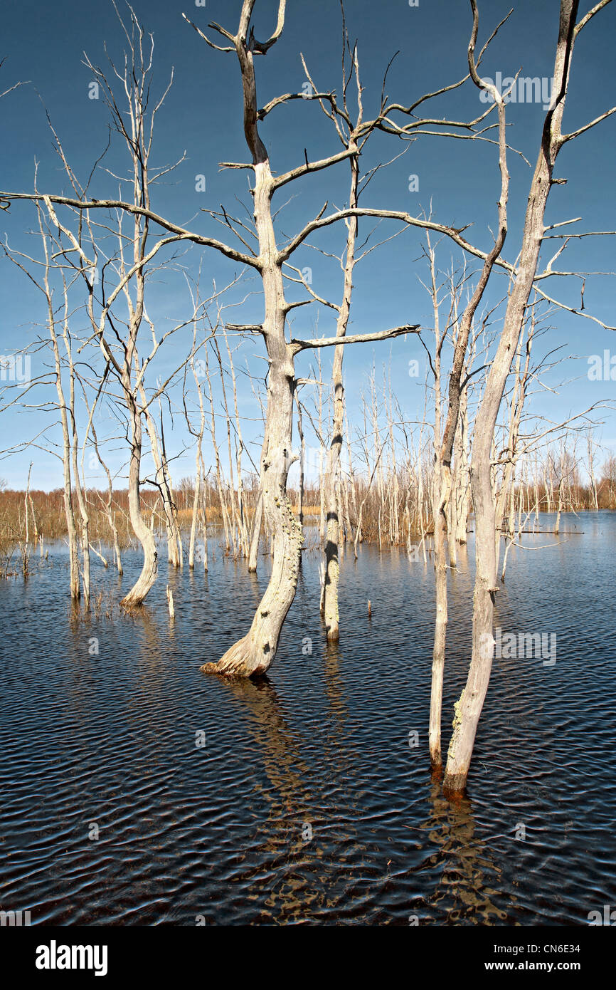spring flood in dry oak wood Stock Photo - Alamy