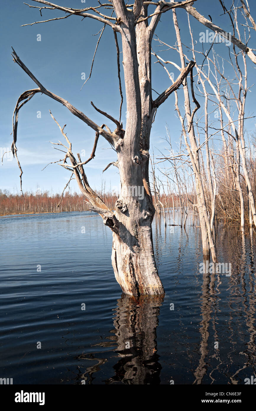 spring flood in dry oak wood Stock Photo - Alamy