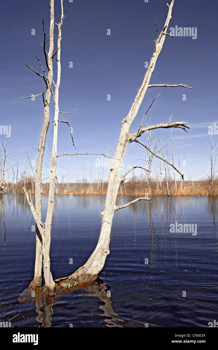 spring flood in dry oak wood Stock Photo - Alamy