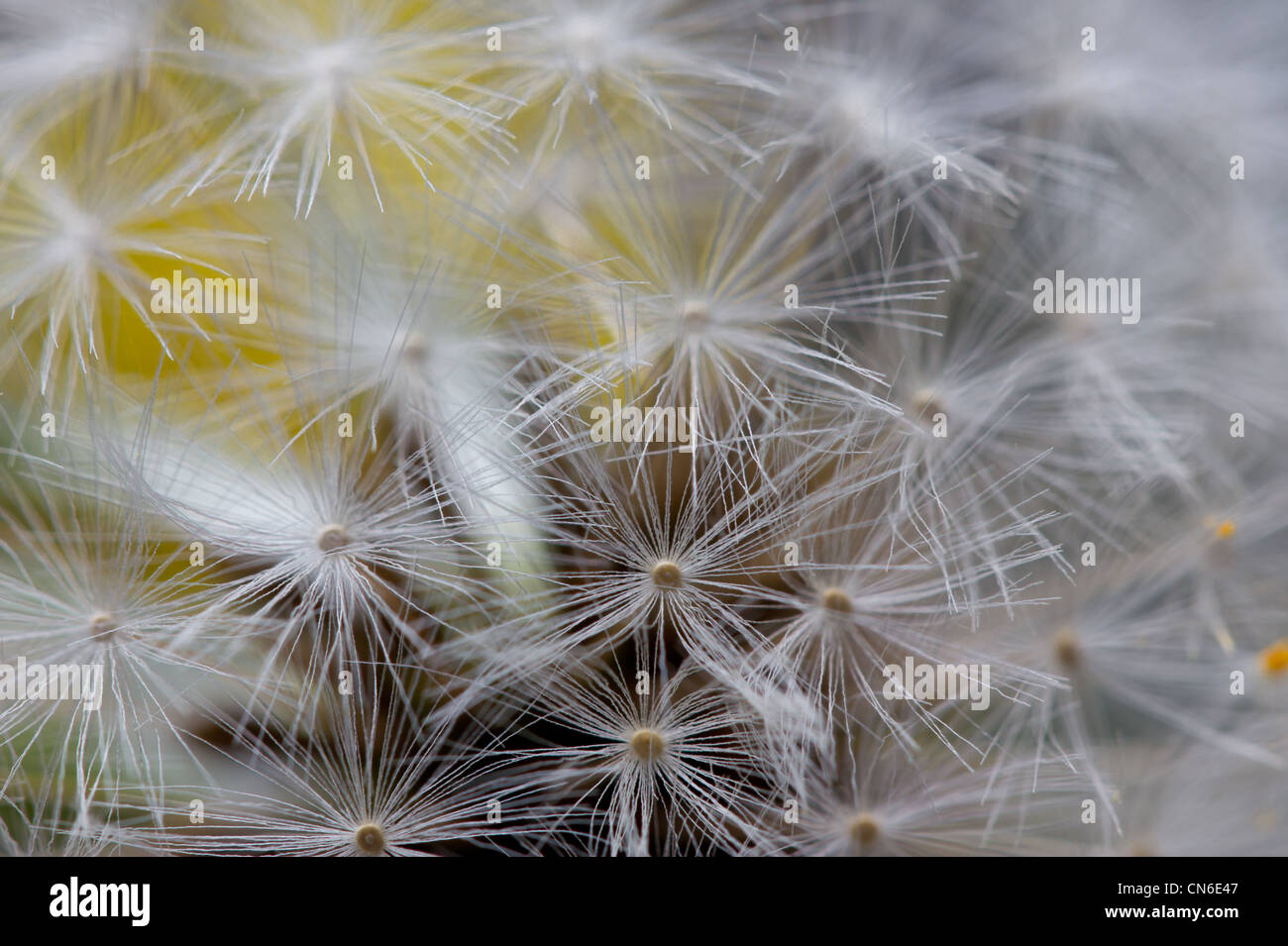 Taraxacum close up of seed head Stock Photo - Alamy