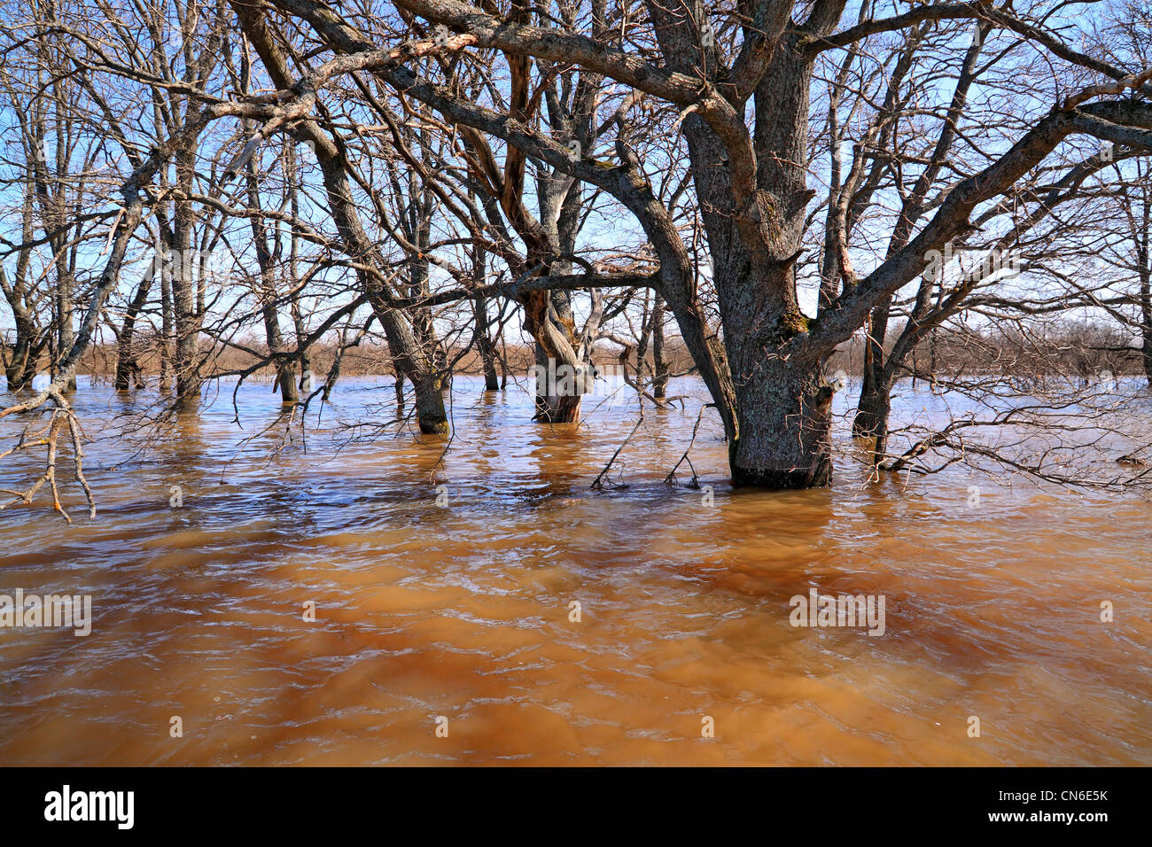 spring flood in oak wood Stock Photo - Alamy