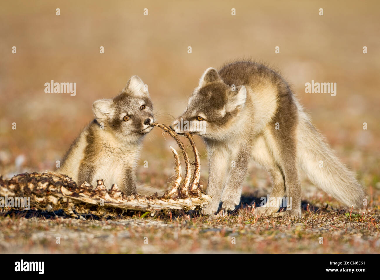 Norway, Svalbard, Edgeoya Island, Arctic Fox (Vulpes lagopus) Kits ...