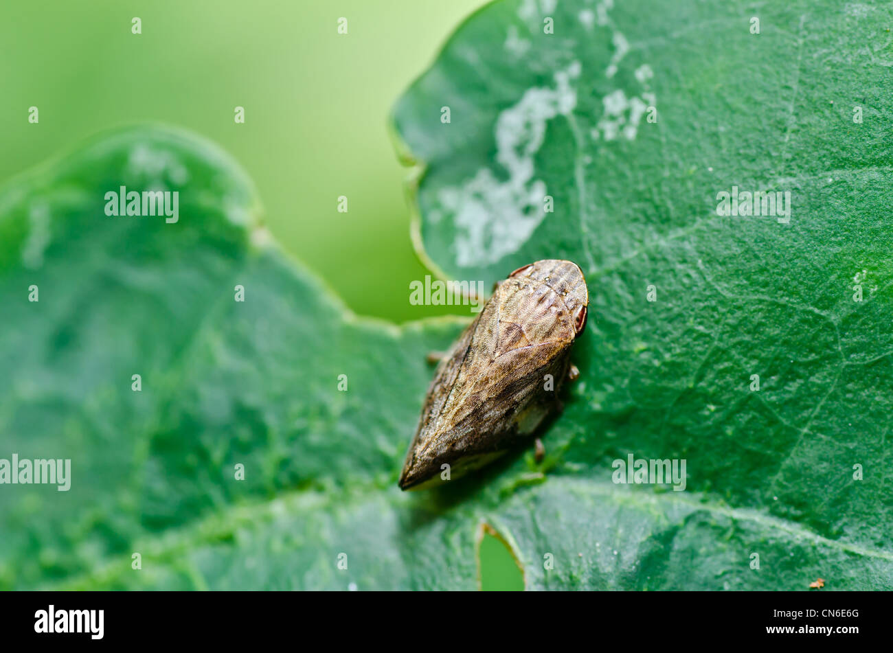 Aphid insect in green nature or in the garden Stock Photo - Alamy