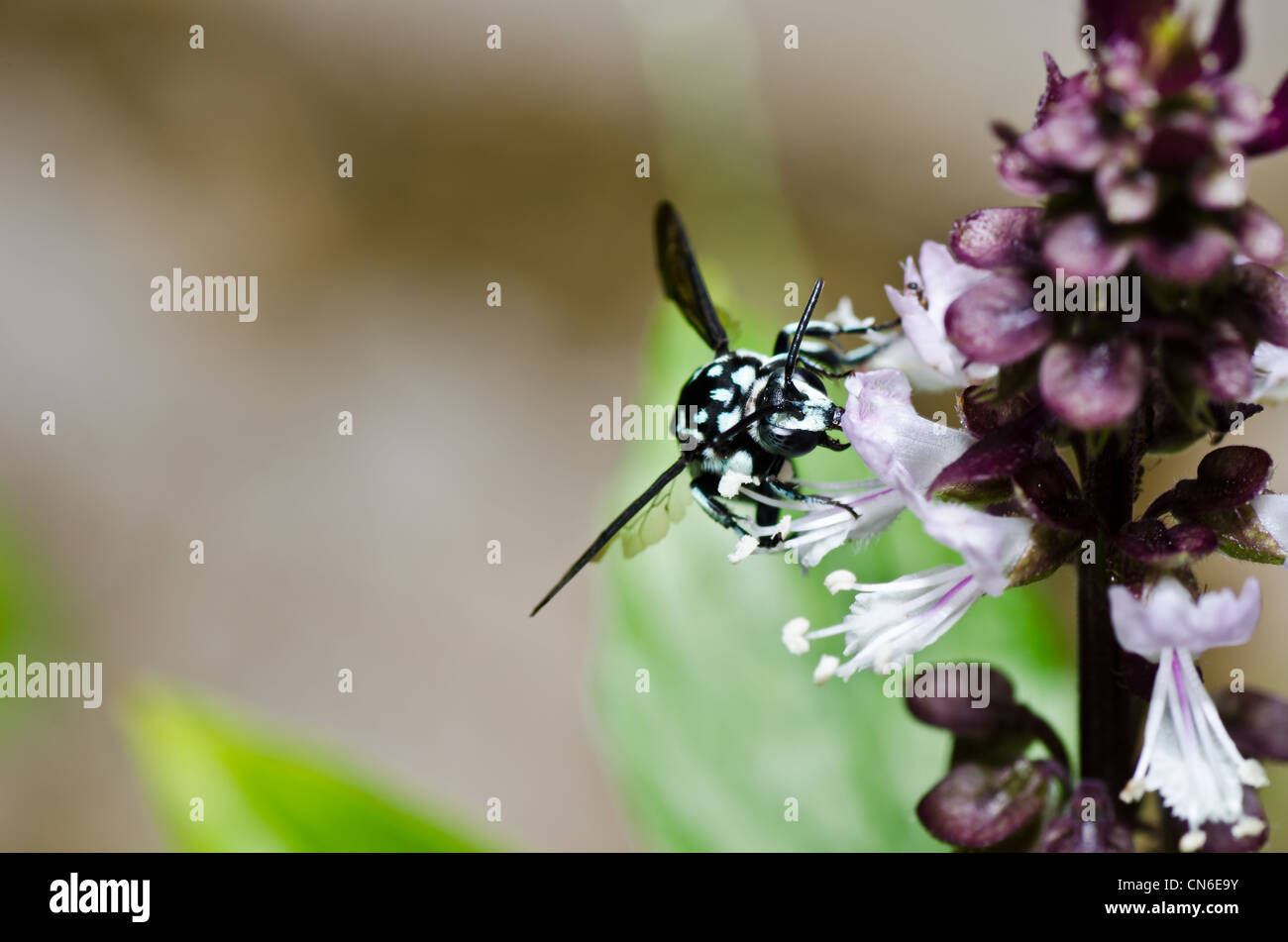 Amegilla zonata in green nature or in the garden Stock Photo - Alamy