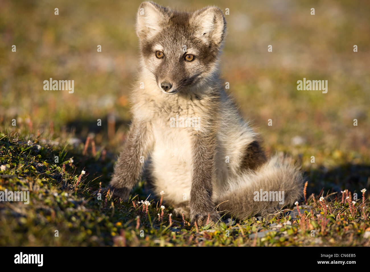Norway, Svalbard, Edgeoya Island, Arctic Fox (Vulpes lagopus) playing ...
