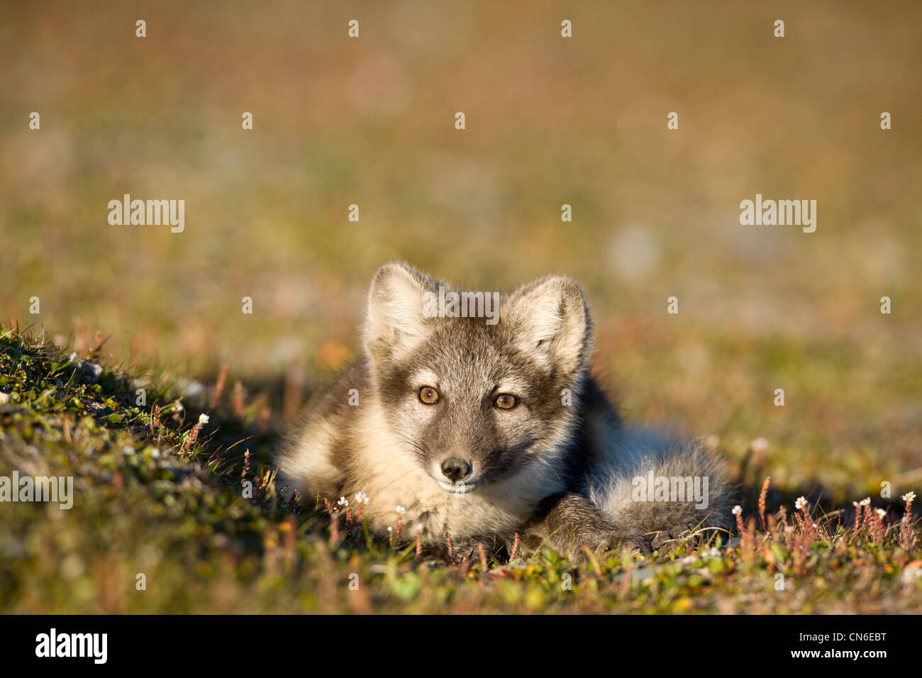 Norway, Svalbard, Edgeoya Island, Arctic Fox (Vulpes lagopus) resting ...