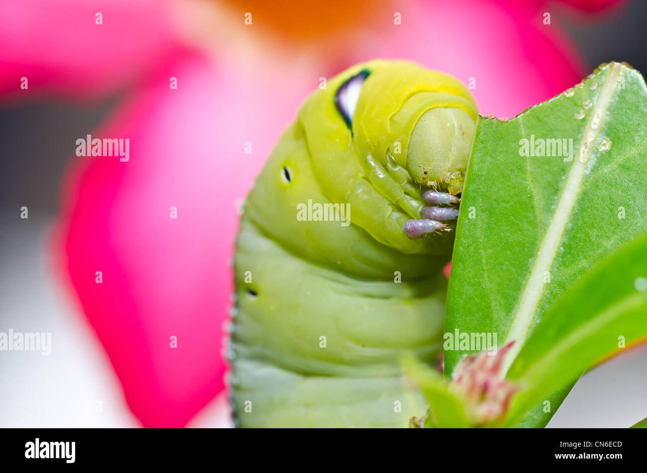 worm in green nature or in the garden Stock Photo - Alamy