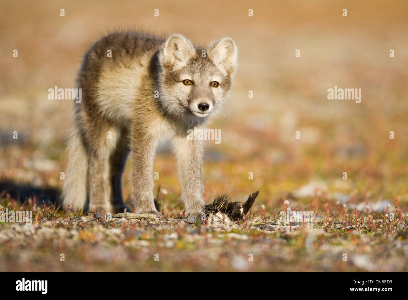Norway, Svalbard, Edgeoya Island, Arctic Fox (Vulpes lagopus) standing ...