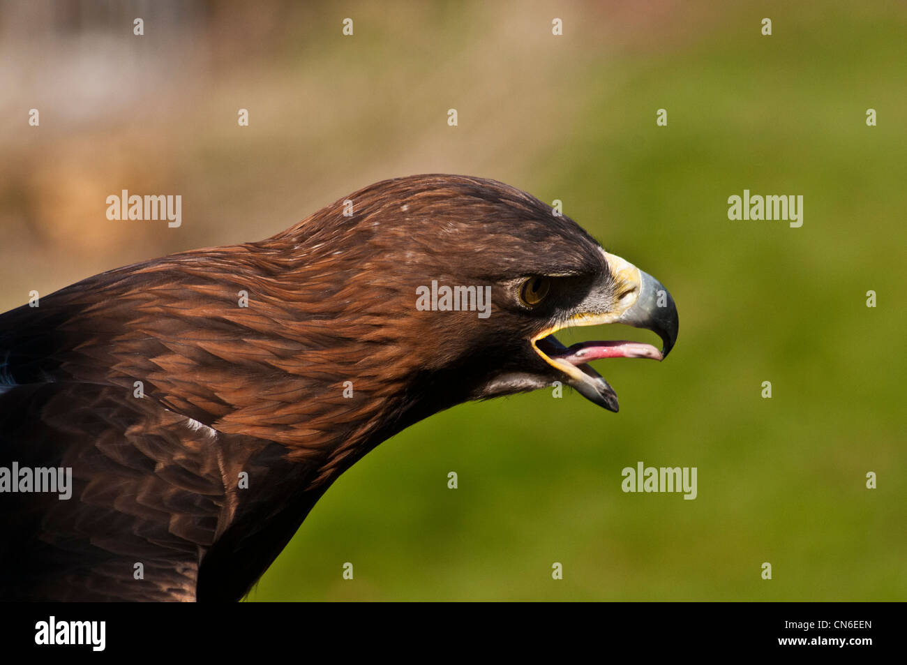 Golden Eagle Portrait Stock Photo - Alamy