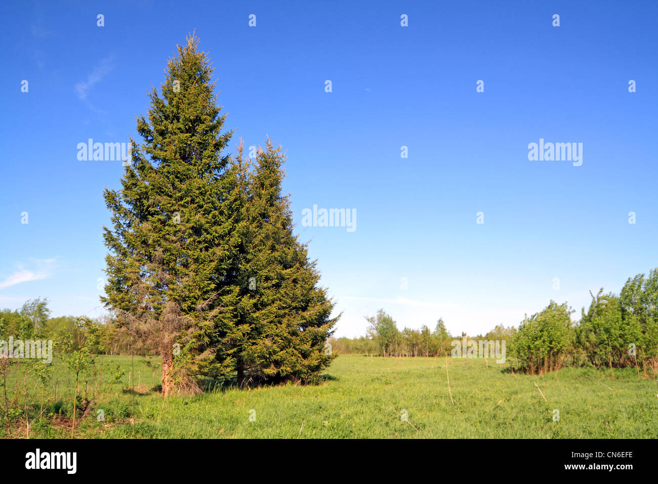green fir tree on spring field Stock Photo - Alamy