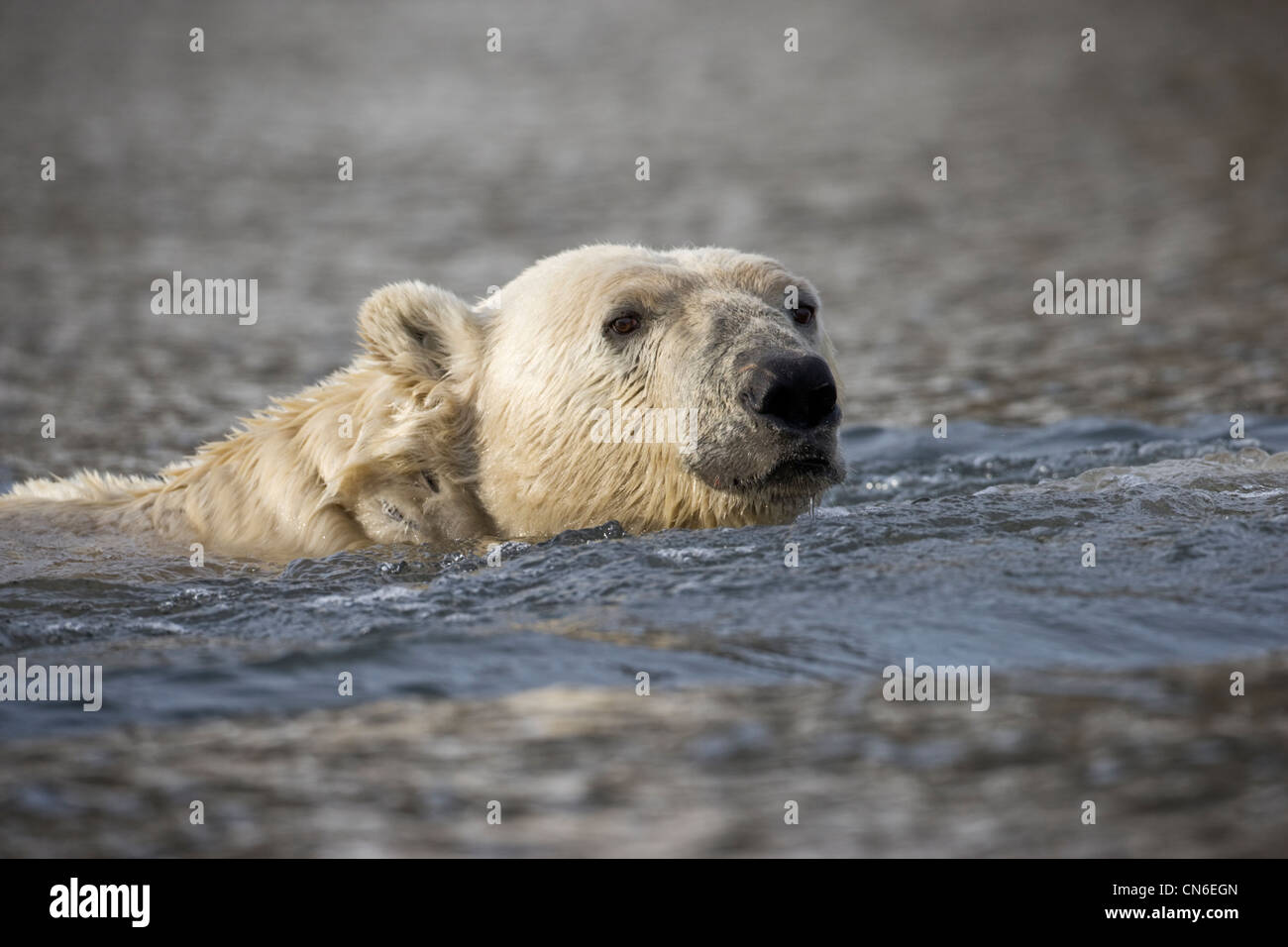 Norway, Svalbard, Spitsbergen Island, Polar Bear (Ursus maritimus ...