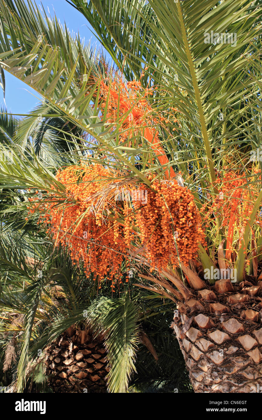 Date palm in Turia Gardens Valencia Spain Stock Photo - Alamy