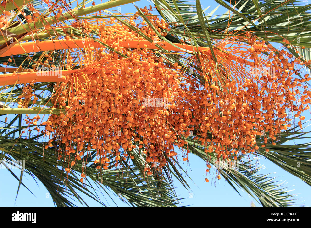 Date palm in Turia Gardens Valencia Spain Stock Photo - Alamy