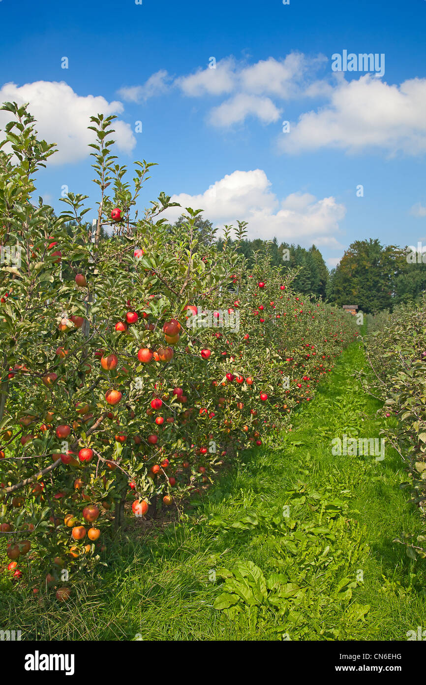 Apple garden full of riped red apples Stock Photo - Alamy