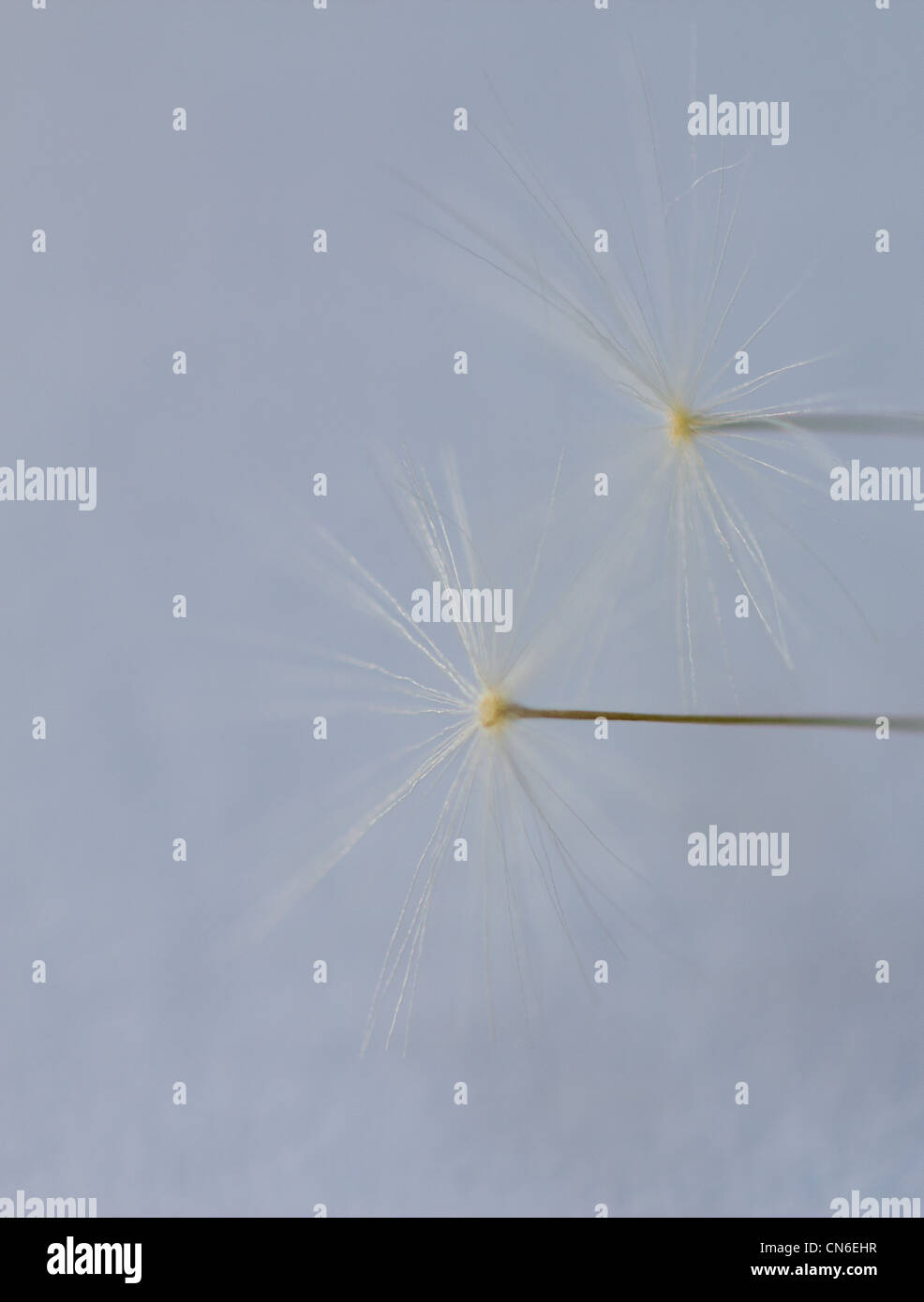 Taraxacum seed hi-res stock photography and images - Alamy