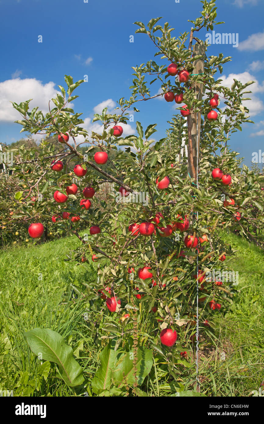 Apple garden full of riped red apples Stock Photo - Alamy