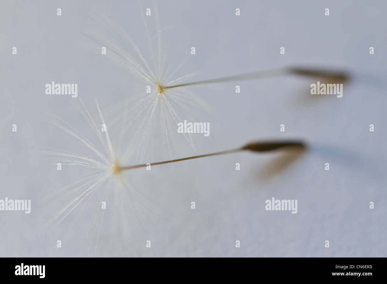 Two seeds macro hi-res stock photography and images - Alamy