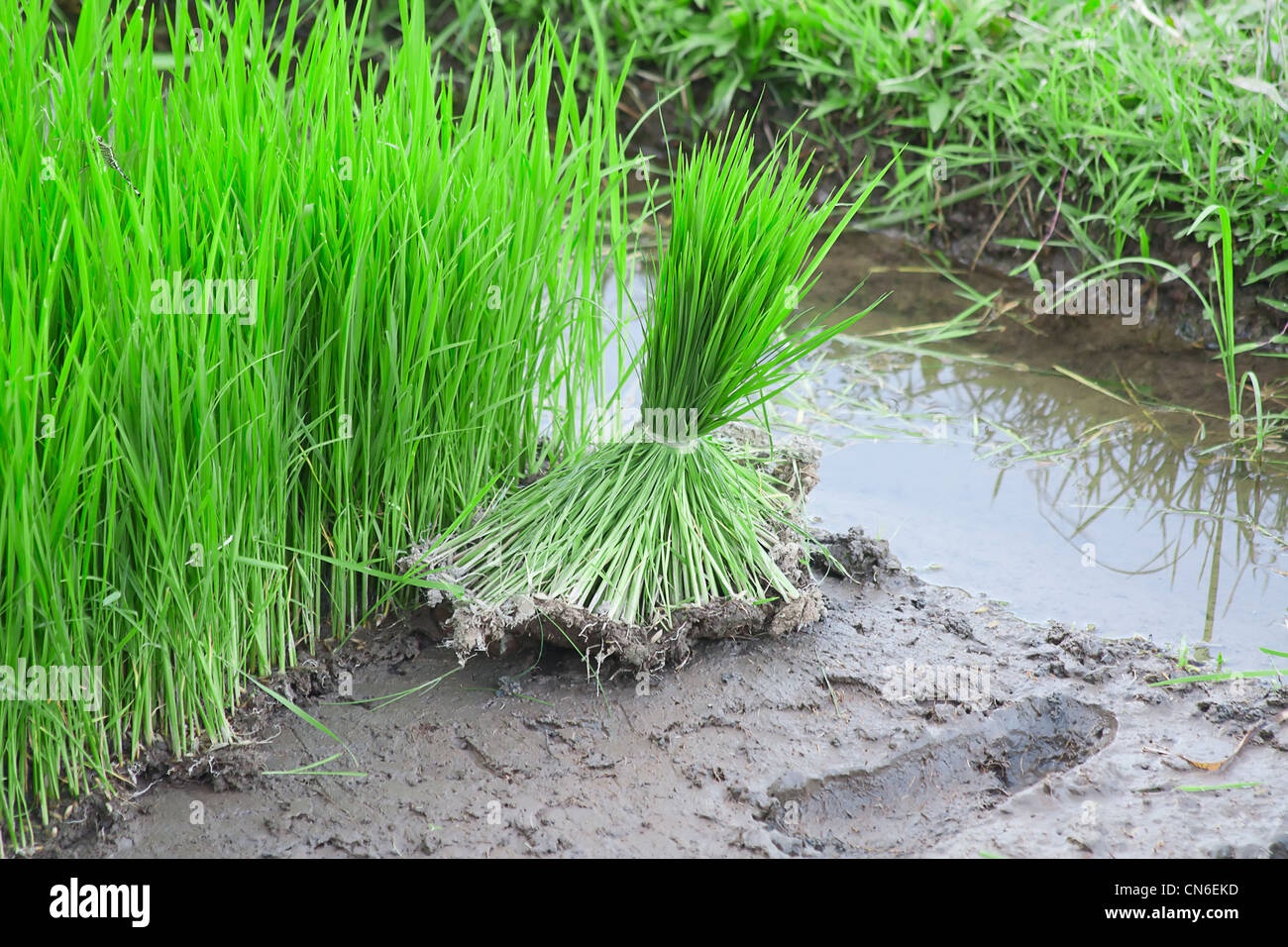 Green rice ready for the seeding in water Stock Photo - Alamy