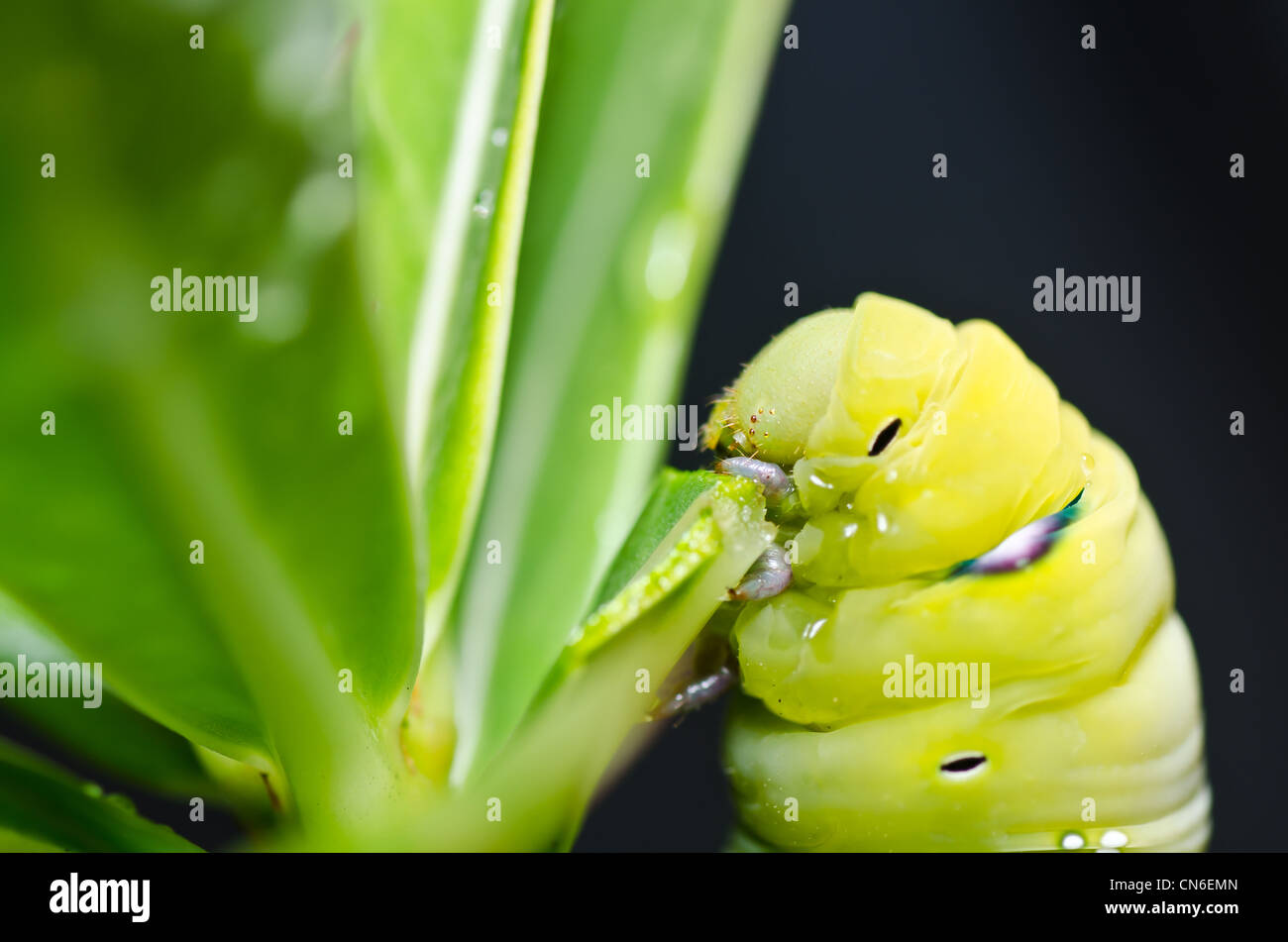 worm in green nature or in the garden Stock Photo - Alamy