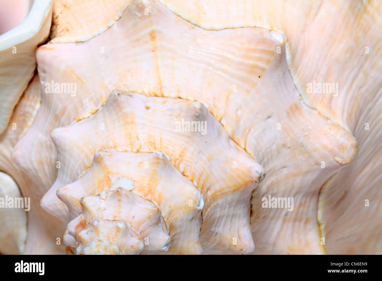 Beautiful pearls in shell on hi-res stock photography and images - Alamy