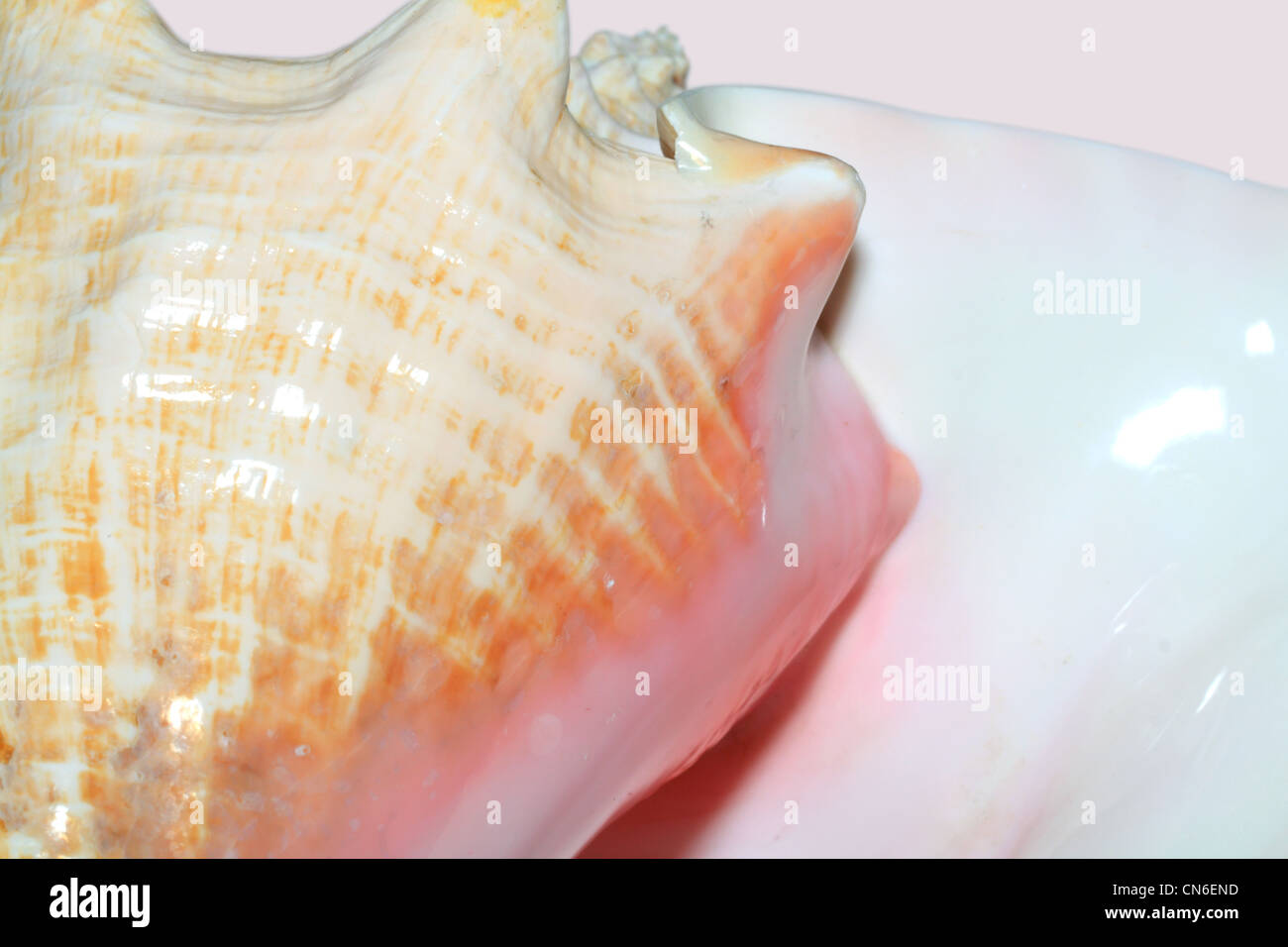 Beautiful pearls in shell on hi-res stock photography and images - Alamy