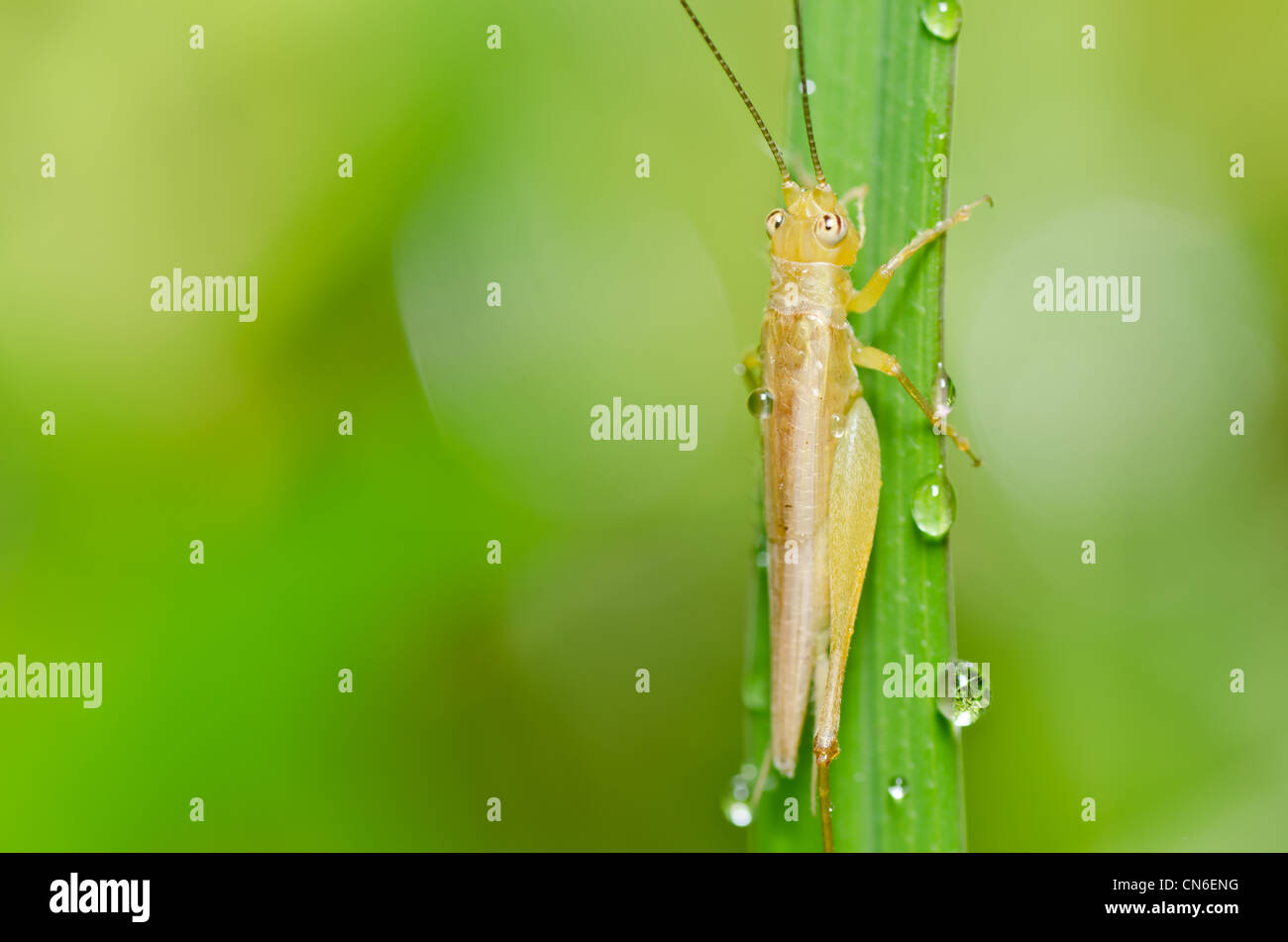 grasshopper in green nature or in the garden Stock Photo - Alamy