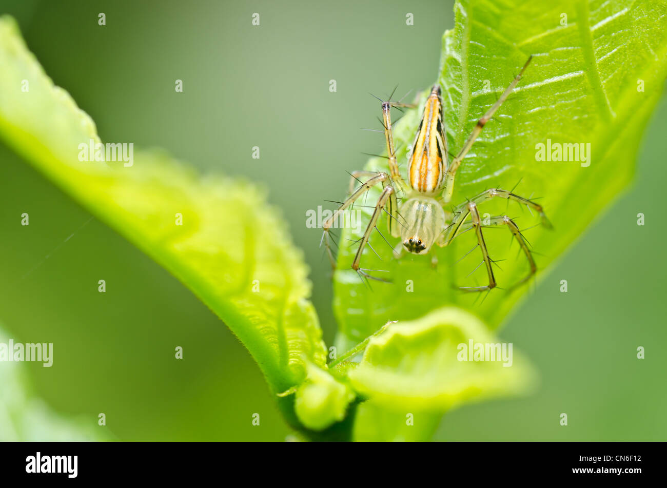 long legs spider in green nature or the garden Stock Photo - Alamy