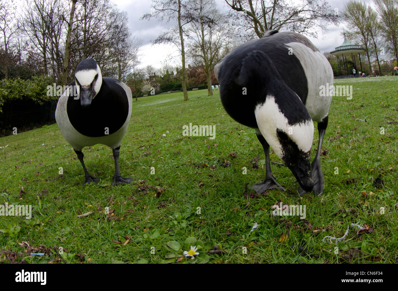 Barnicle hi-res stock photography and images - Alamy