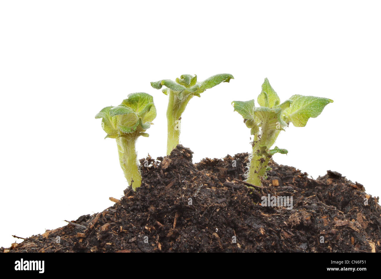 Sprouting potato plants in soil against a white background Stock Photo ...