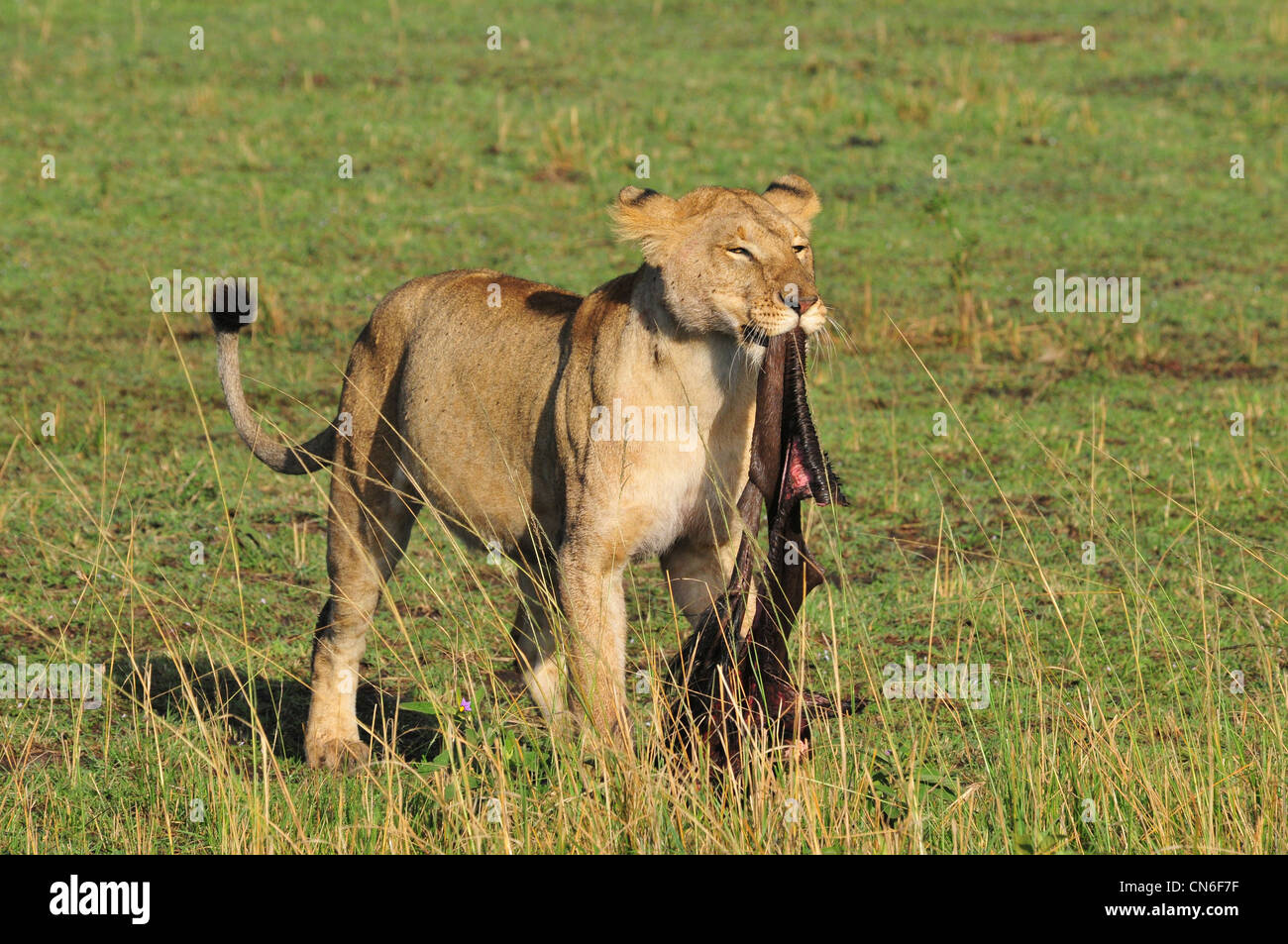 Lioness with kill, Masai Mara Stock Photo - Alamy