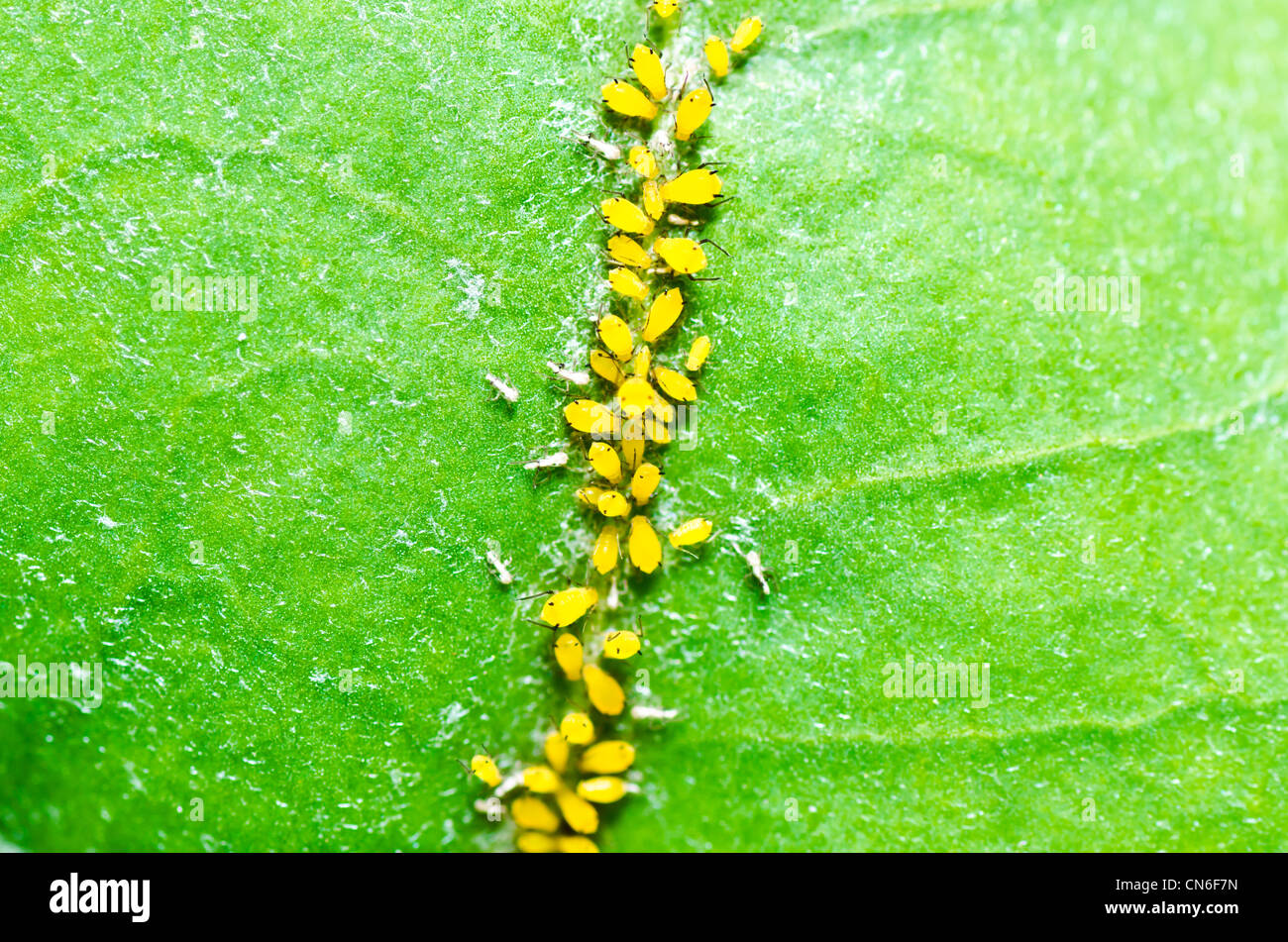 Aphid insect in green nature or in the garden Stock Photo - Alamy