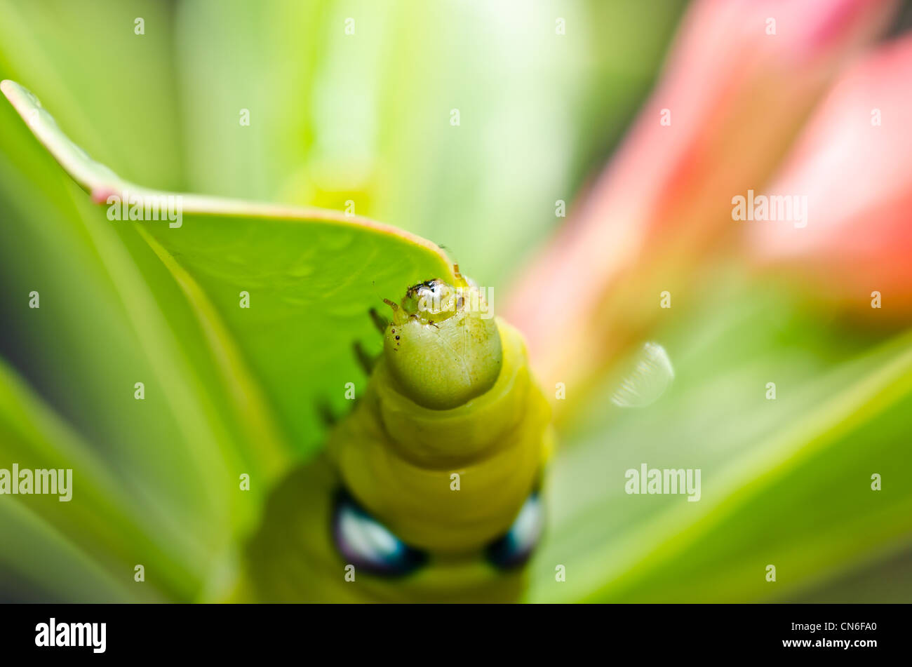 worm in green nature or in the garden Stock Photo - Alamy
