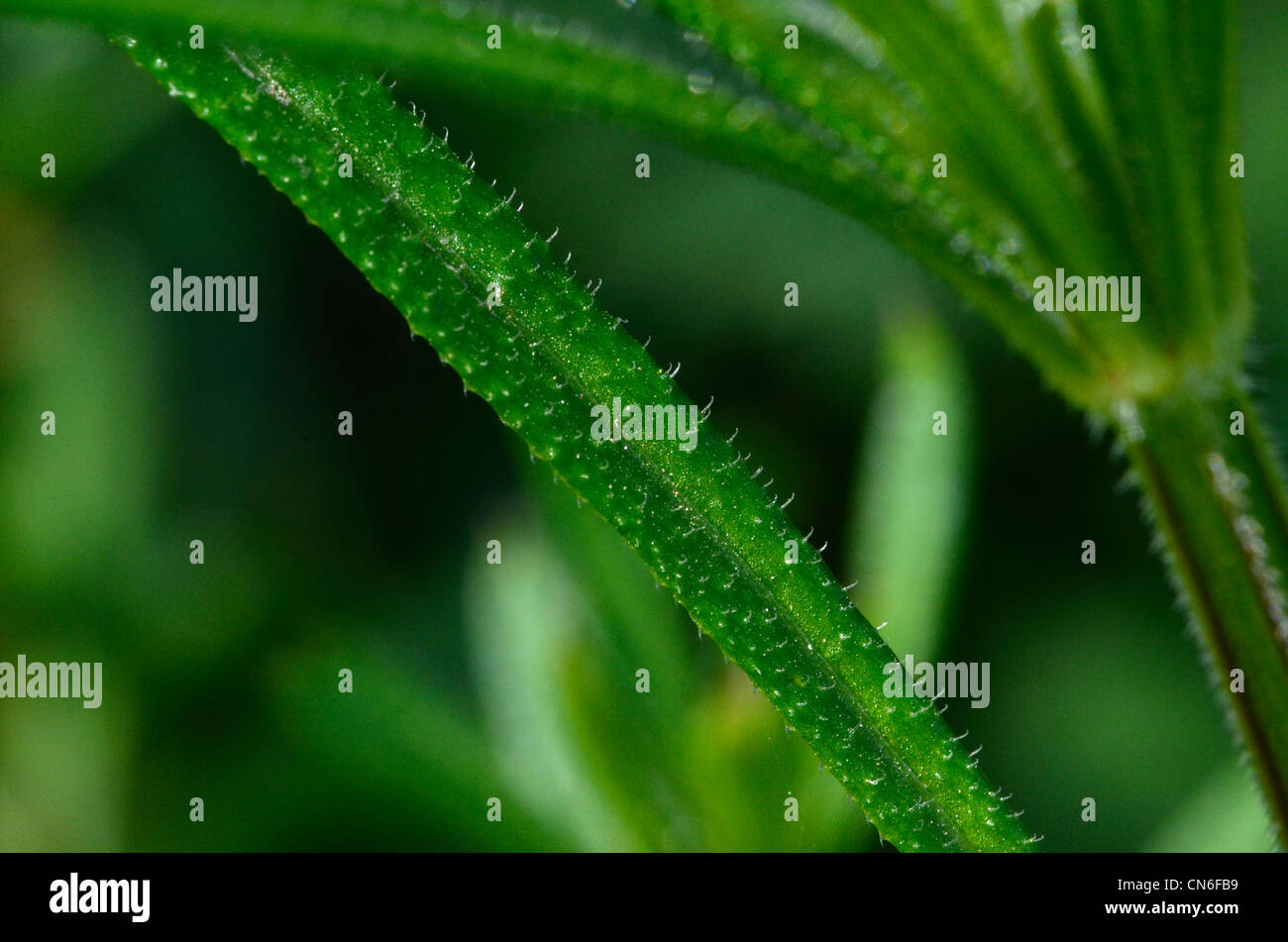 Close detail of Goosegrass / Cleavers - Galium aparine - stem bristles ...