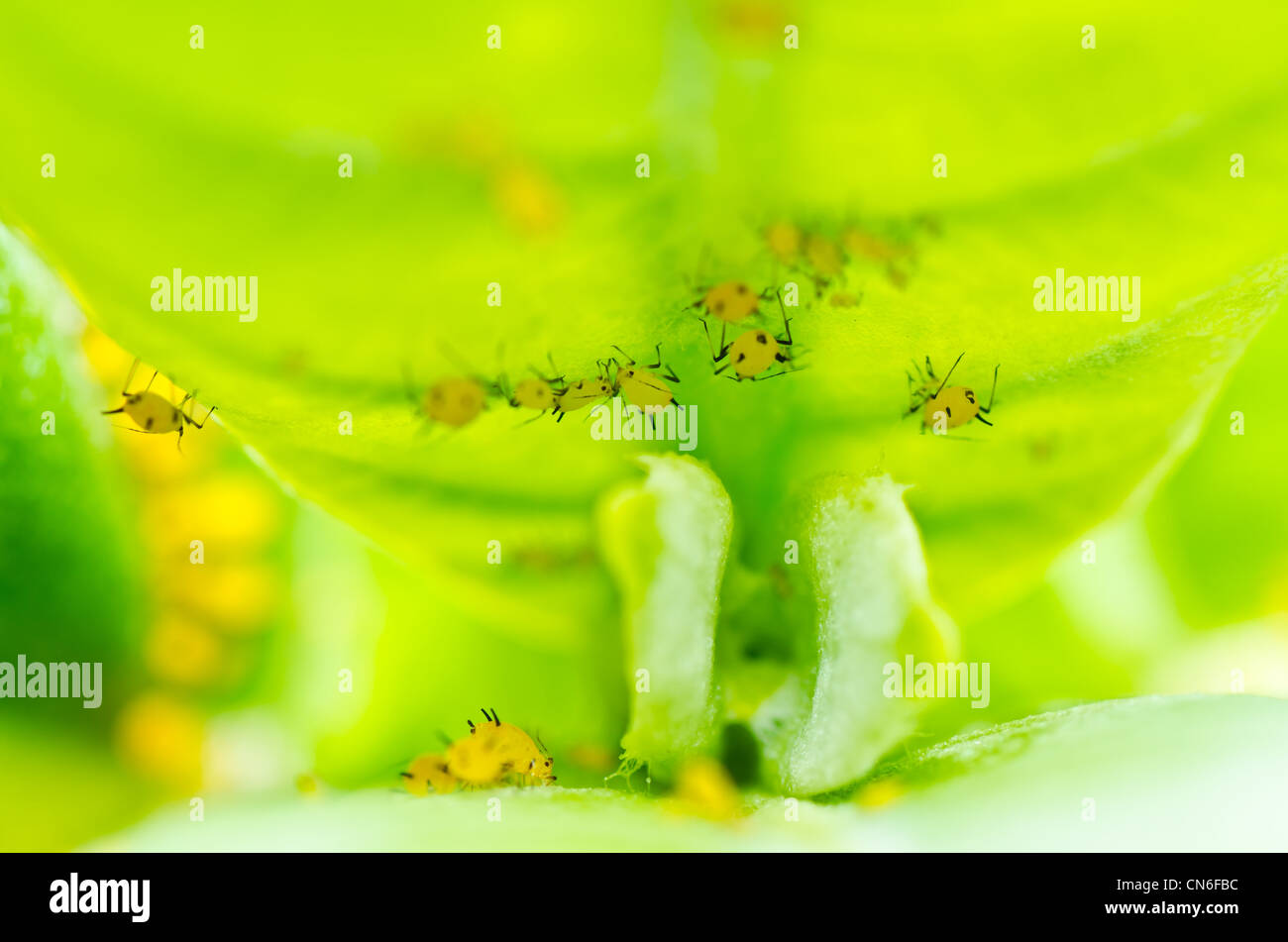 Aphid insect in green nature or in the garden Stock Photo - Alamy