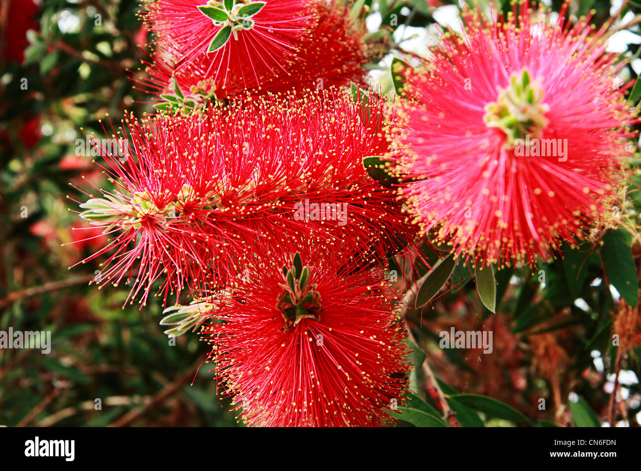 Callistemon citrinus hi-res stock photography and images - Alamy