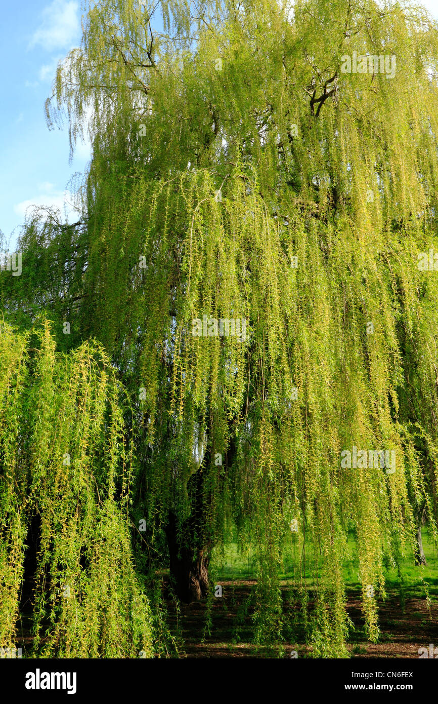 Crack Willlow tree (Salix fragilis Stock Photo - Alamy