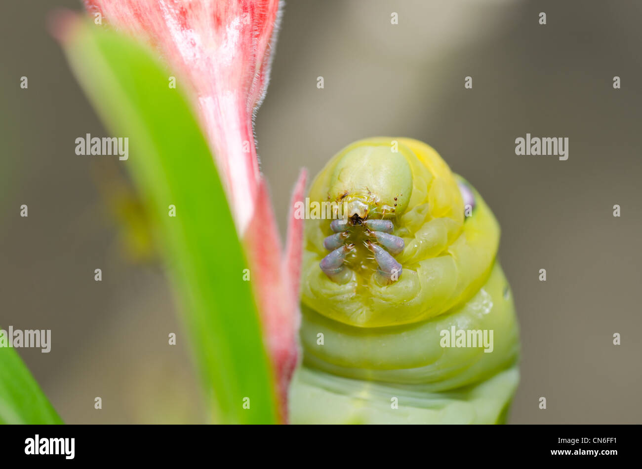 worm in green nature or in the garden Stock Photo - Alamy