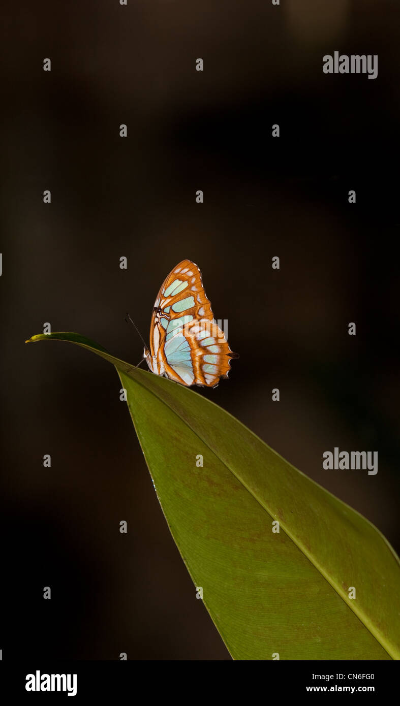 A Blue Wave Butterfly (Mycelia Cyaniris) on the underside of a leaf ...