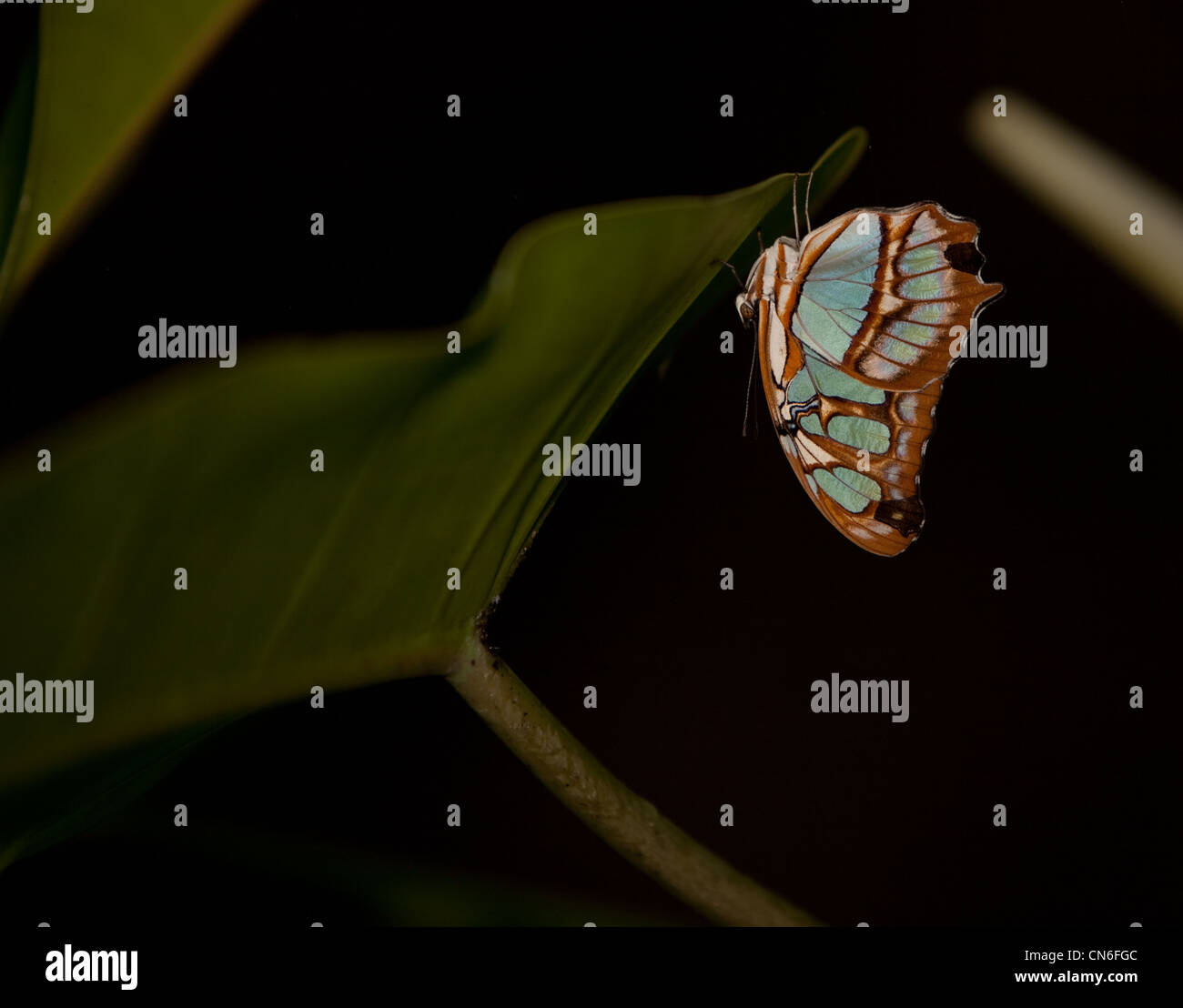 A Blue Wave Butterfly (Mycelia Cyaniris) on the underside of a leaf ...