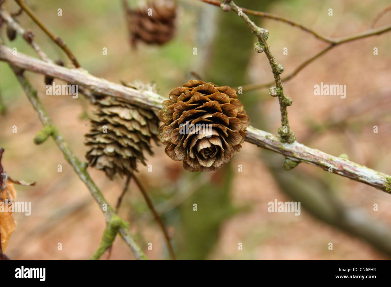 Gore Glen High Resolution Stock Photography and Images - Alamy