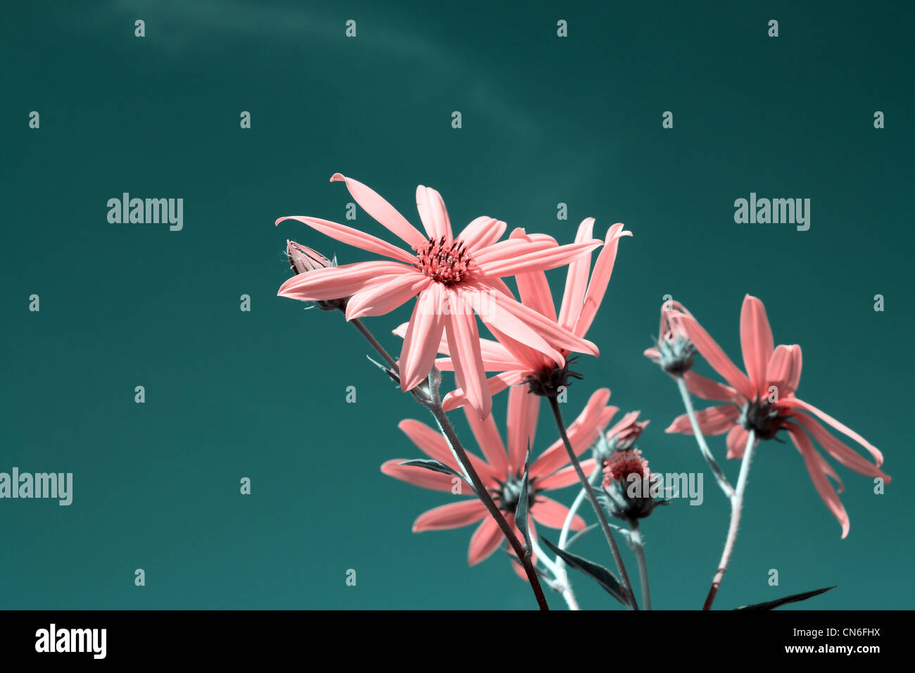 Rose field hi-res stock photography and images - Alamy