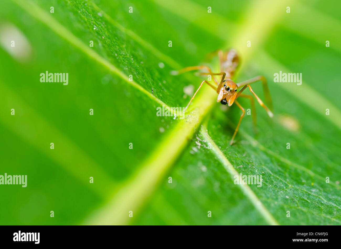 Insect In Spring High Resolution Stock Photography and Images - Alamy