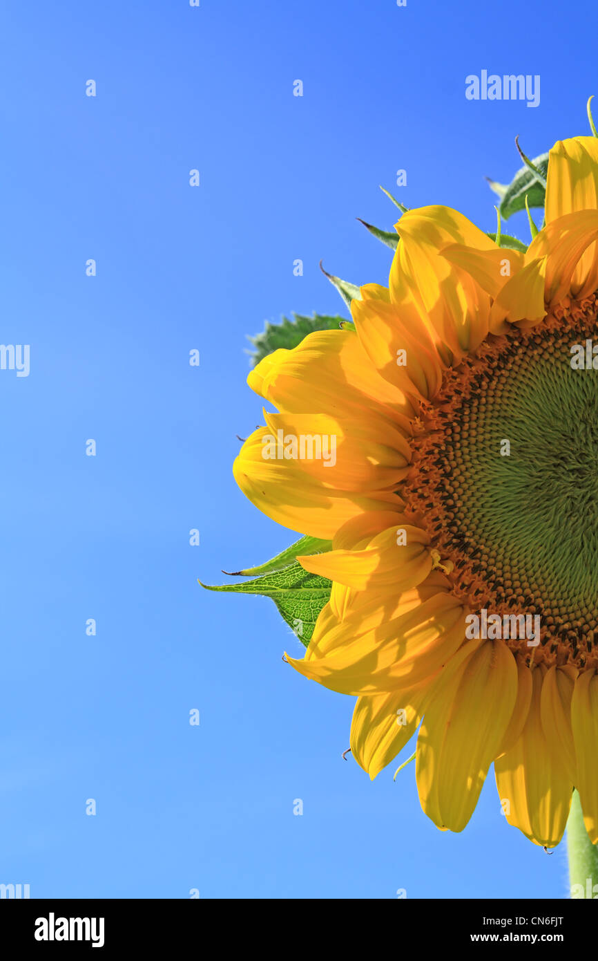 yellow sunflower on celestial background Stock Photo - Alamy