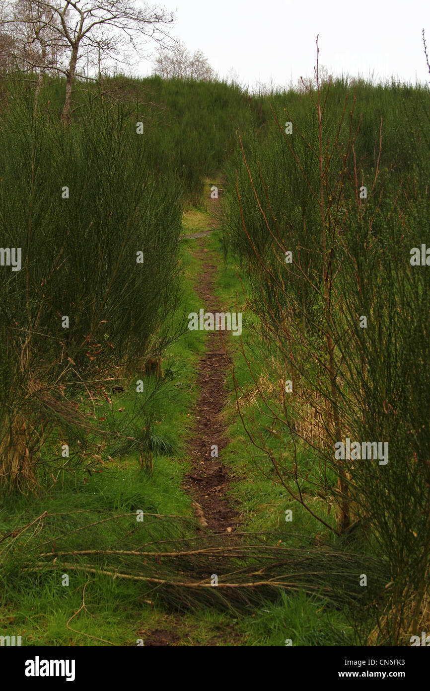 Gorse path at Glen Gore Stock Photo - Alamy