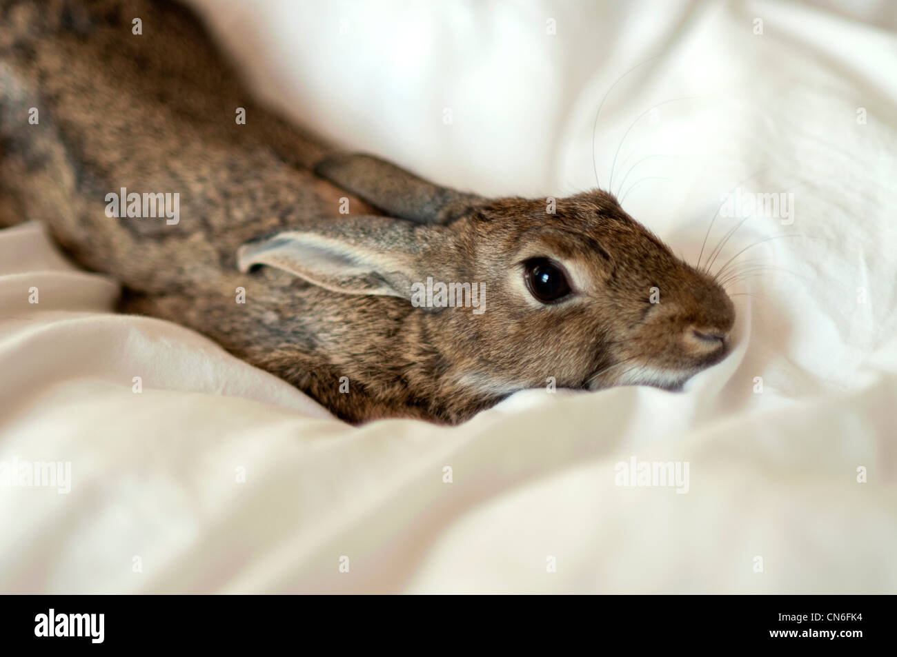 Rabbit lying hi-res stock photography and images - Alamy