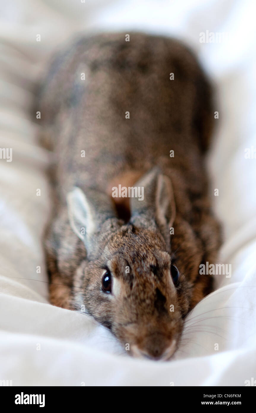 Rabbit lying hi-res stock photography and images - Alamy