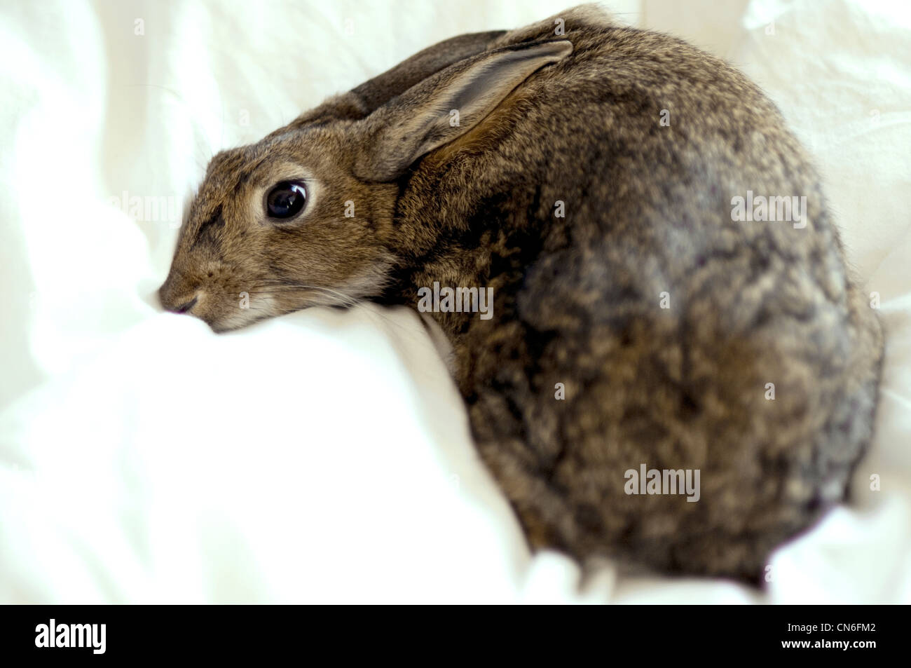 Domesticated wild rabbit lying on a white cloth Stock Photo - Alamy