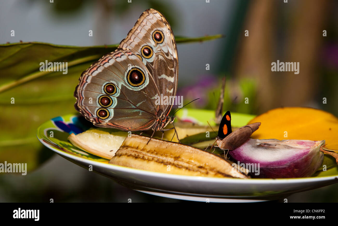 Blue Morpho Butterfly Eating