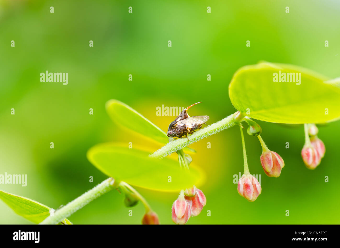 Aphid insect in green nature or in the garden Stock Photo - Alamy