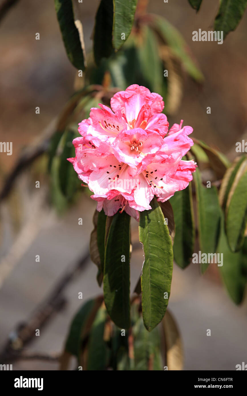 Nepali rhododendron - Nepal Stock Photo - Alamy